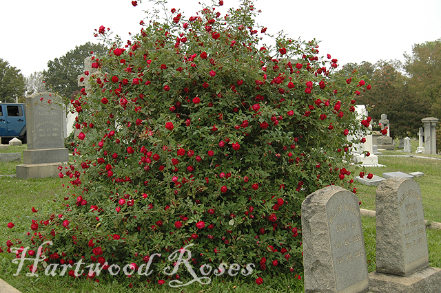 Hartwood Roses: Rockin' the Red (Roses) in Hollywood Cemetery