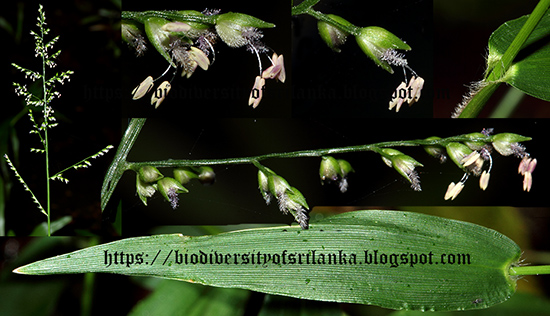 Biodiversity of Sri Lanka: Ichnanthus pallens