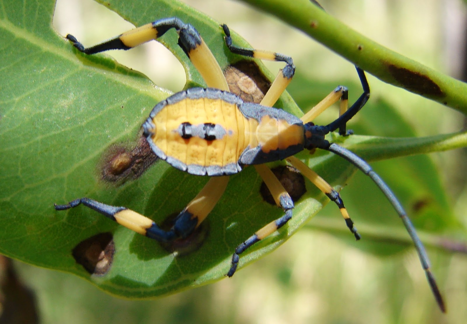 Beautiful Wallpapers: Insects Wallpapers