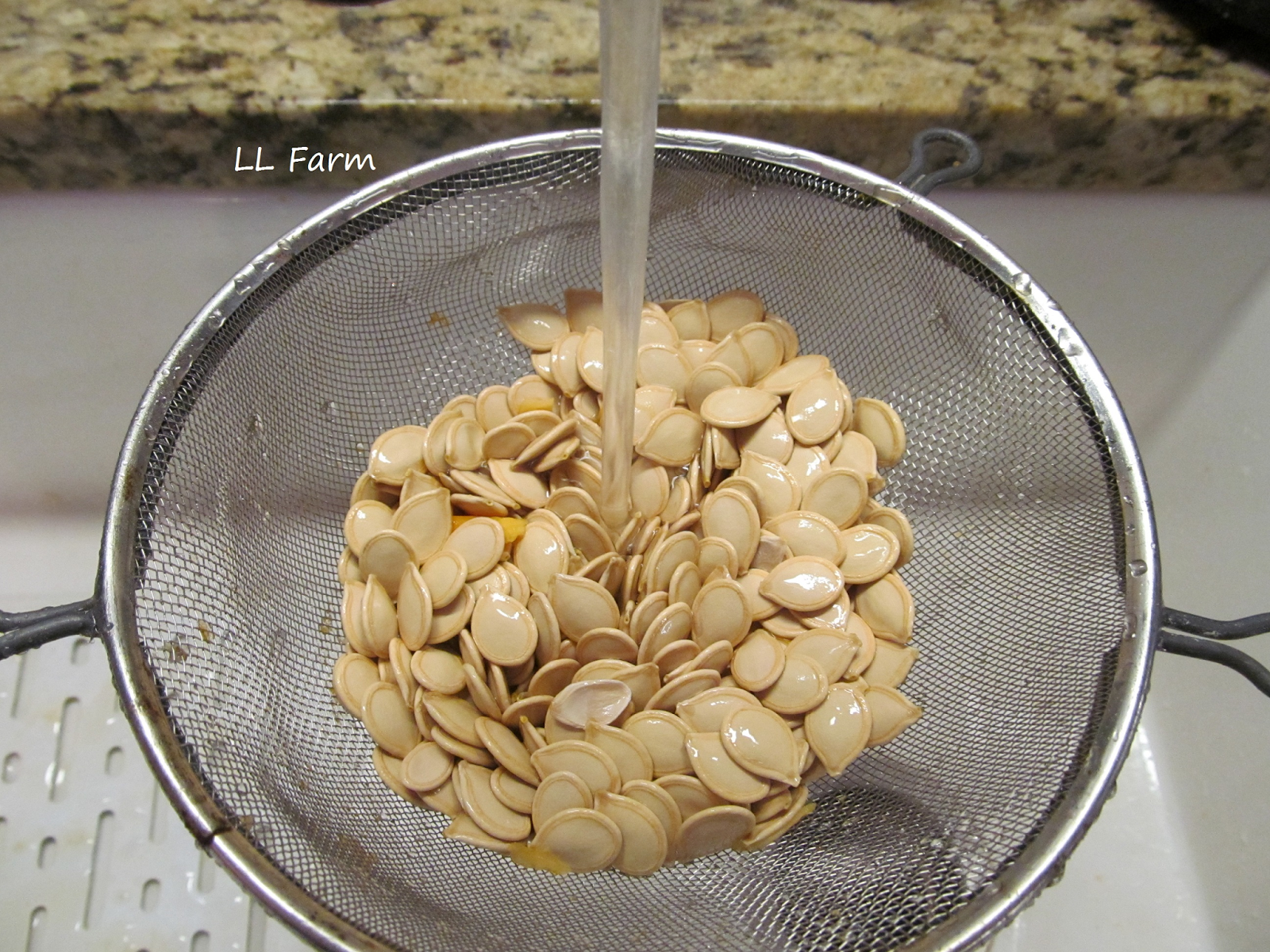 LL Farm: How To Make Roasted Pumpkin Seeds
