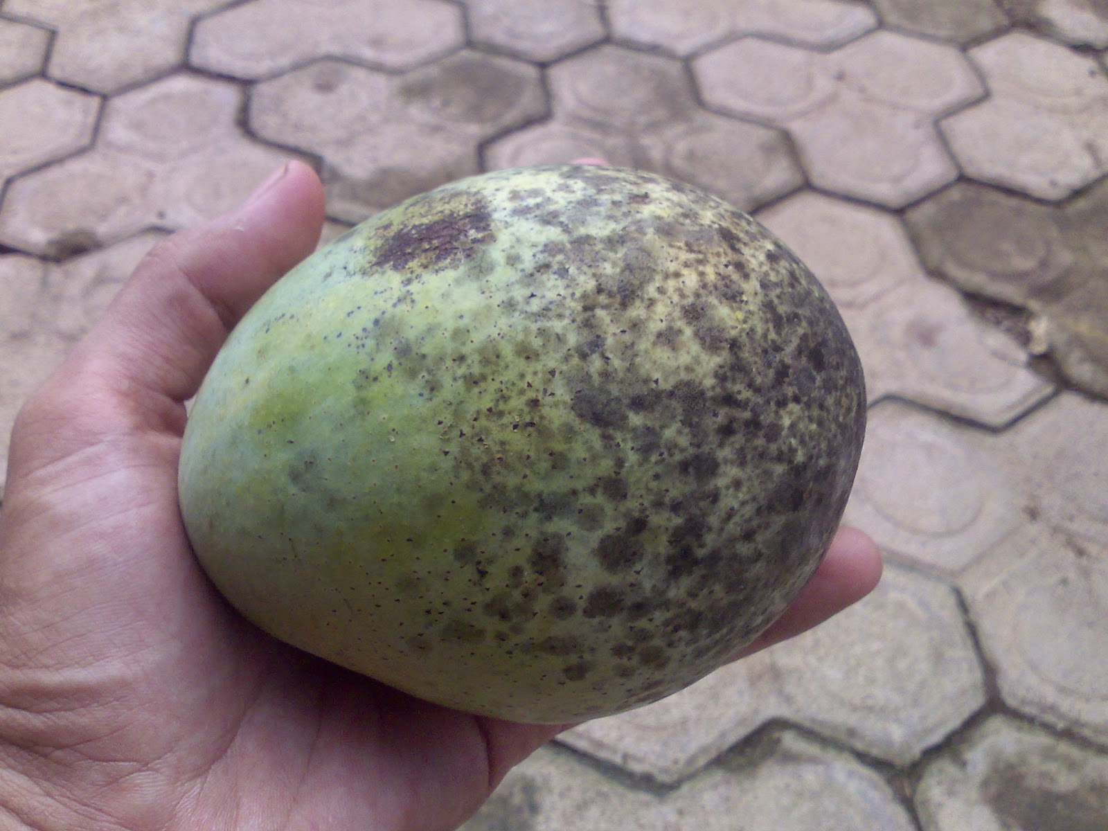 Tamora Unggul Nursery wa : 087777887447: Mangga madu anggur