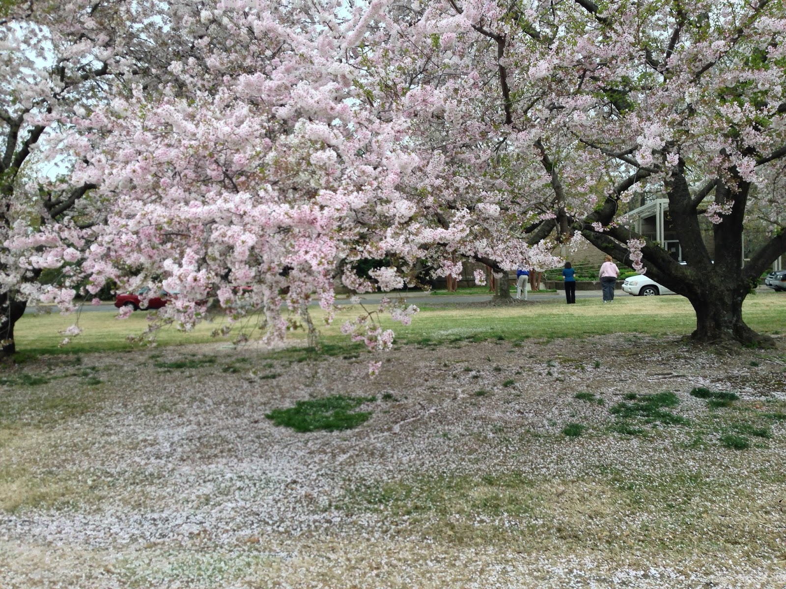 Memphis Trees: Spring returning