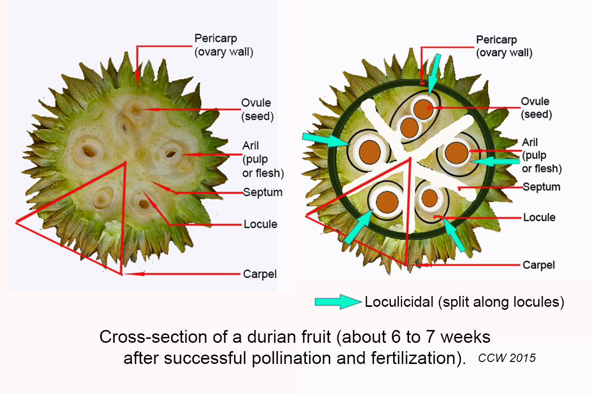 Durian Info: Botany of The Common Durian