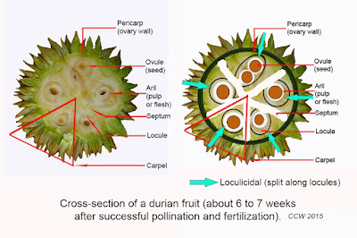 Durian Info: Botany of The Common Durian