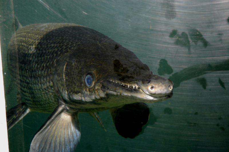 JenisJenis Ikan Aligator (Gar) YouTube