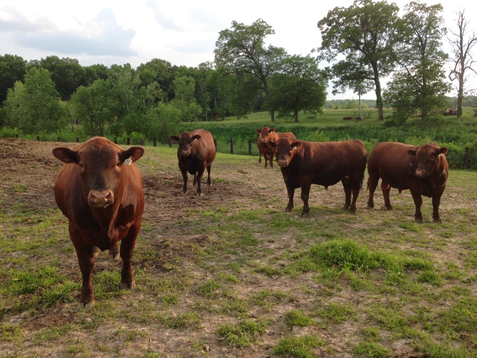 Shalom In The Wilderness: Beautiful Bulls
