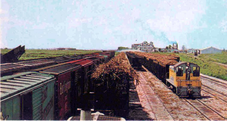 transpress nz: Clewiston sugar cane railway, Florida
