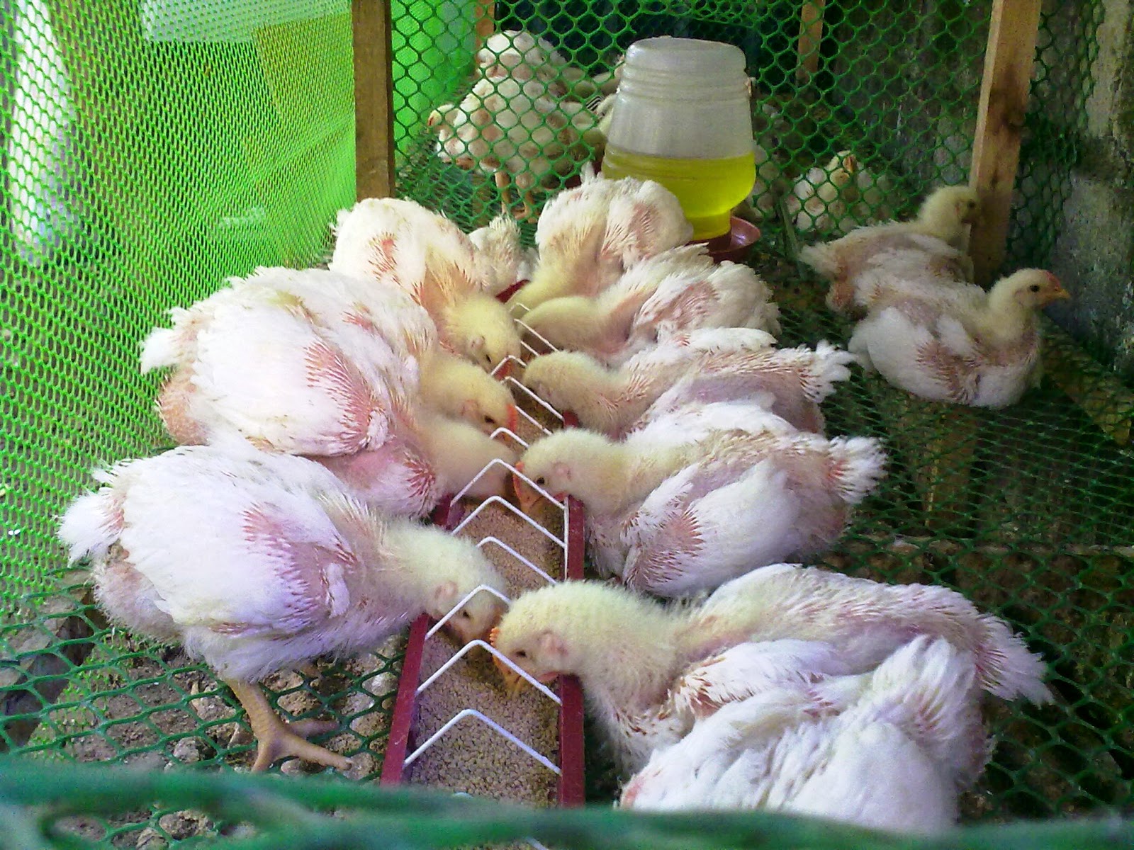 Backyard and Commercial Poultry Raising: Feeding (Food, Water and ...