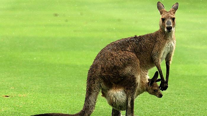 Dari Mana Asal Nama Kanguru? | Belajar Sampai Mati