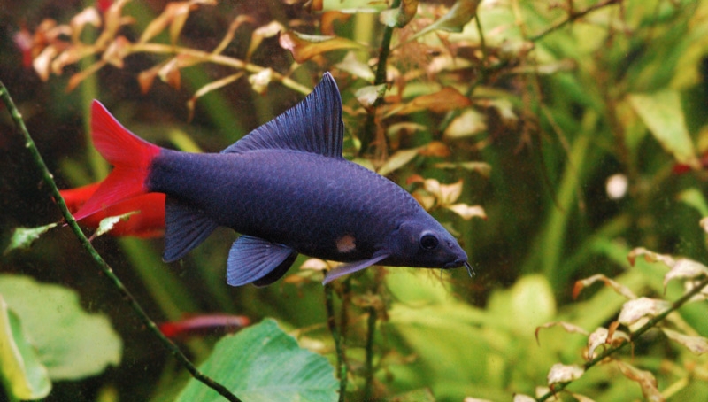 Mania de Aquário: Labeos, O Porquê De Ter Um!