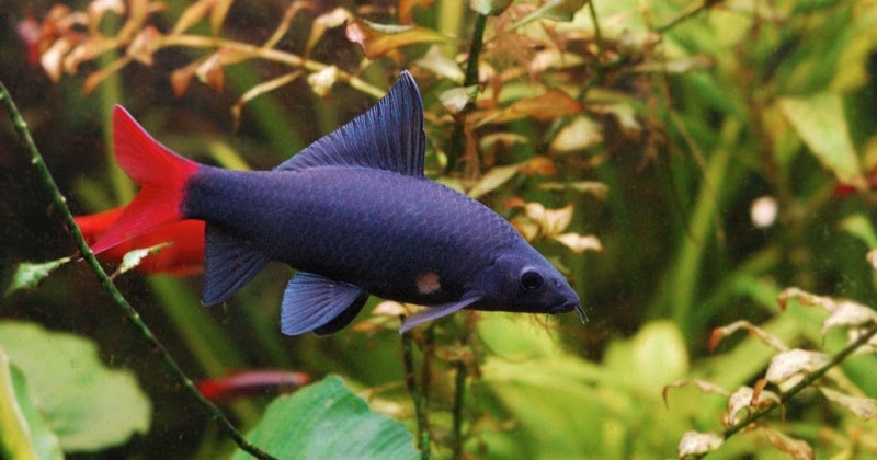 Mania de Aquário: Labeos, O Porquê De Ter Um!