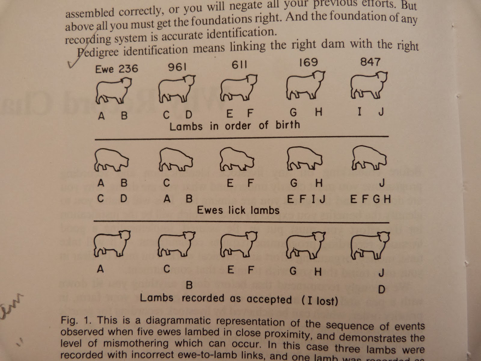 Woolshed 1: No 9. Sheep Performance Recording in New Zealand. History ...