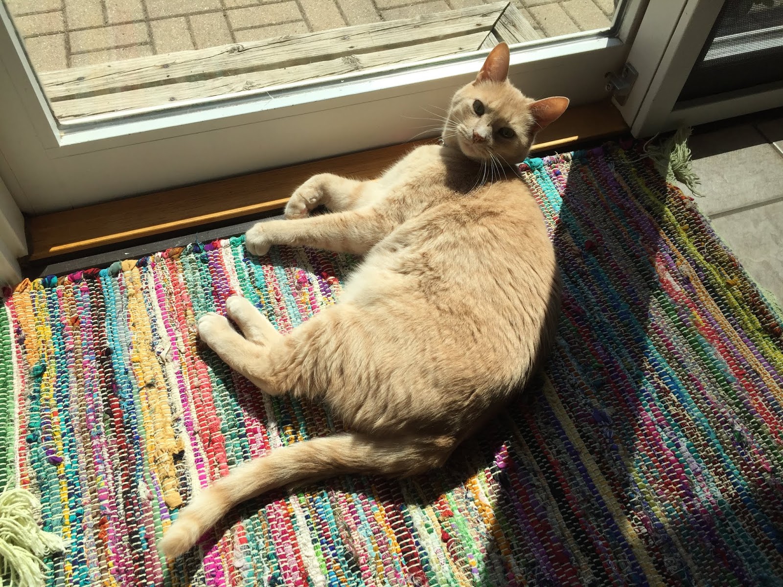 Waiting 'til Next Year...: David Ross Addition & Rotating Cats