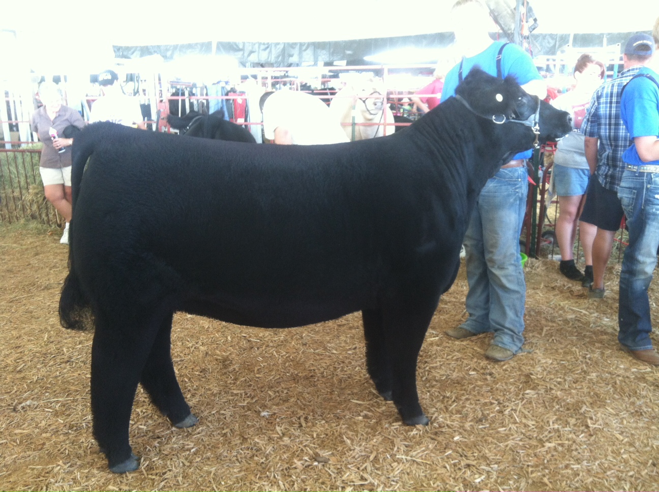 What Is A Maintainer Cow at Laura Chick blog