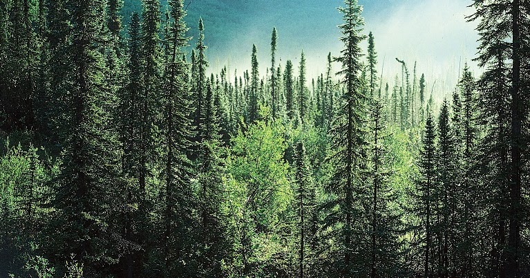 Apa yang Disebut Taiga? | Belajar Sampai Mati