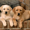 Labrador Life Span – How Long do Labs Live?