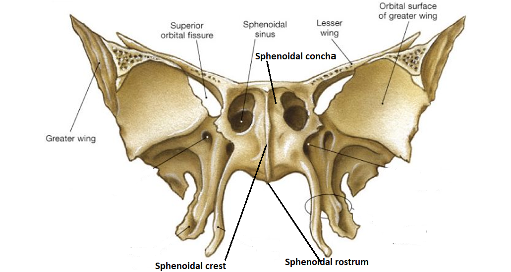 easyhumanatomy: Sphenoid: easy and brief discussion