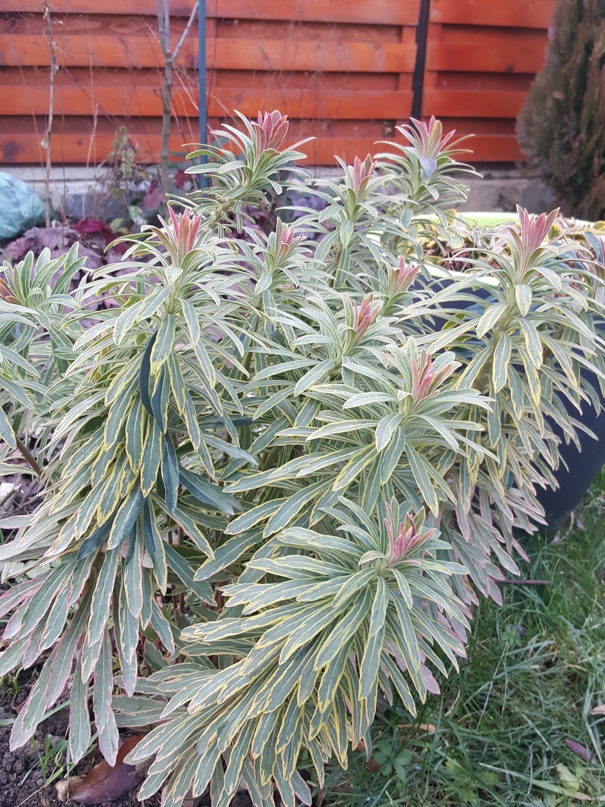 Planta perena - Euphorbia