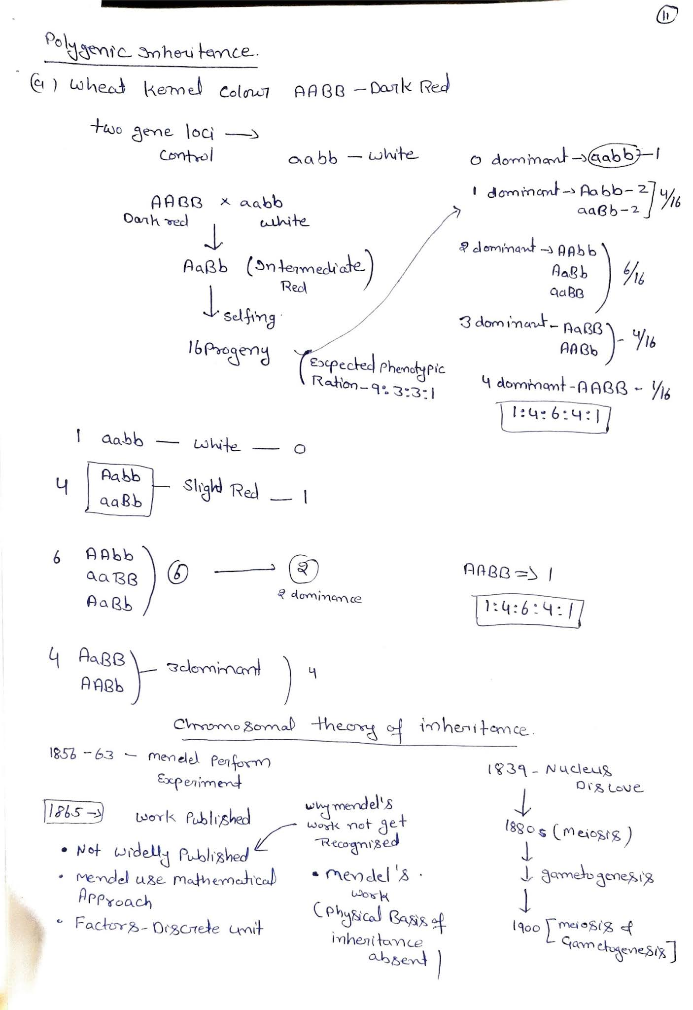 Principles of Inheritance and variation class 12 notes - Studypur