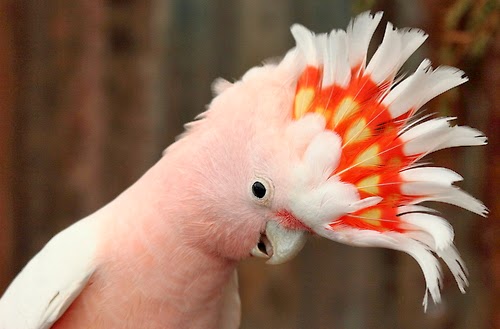 Pink Cockatoo Parrots In Paradise ~ Bar Paly