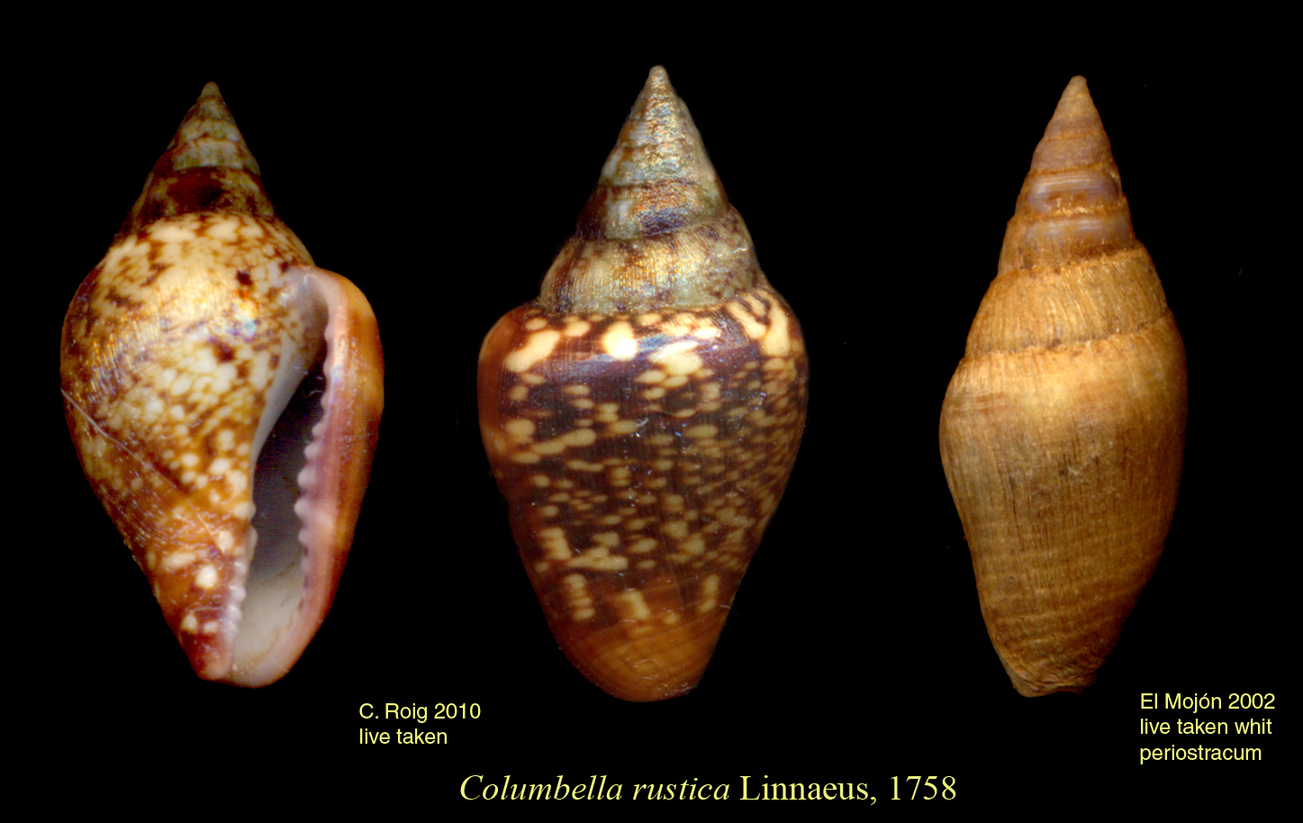 MALACOLOGÍA MEDITERRÁNEA: Columbella y Mitrella