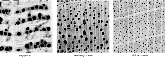 The comparison of various types of Woods (Porous Wood Vs Non-Porous ...