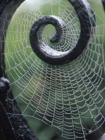 Vermont Dead Line: Spider Web Farm, Williamstown, Vermont
