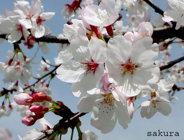 Keindahan Bunga Sakura | All About Japan | MOshi-MOshi