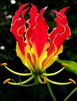 Bunga Gloriosa Superba atau Kembang Sungsang