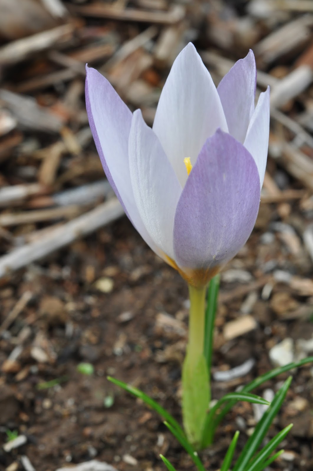 Alpine Garden Society Victorian Group: Crocus From Seed.