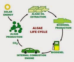 Green Earth Organics Blog: Biofuels Made From Algae?
