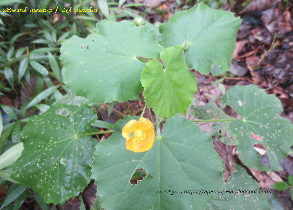 බෙහෙත් අනෝදා [Beheth Anoda] (Abutilon indicum) ~ අපේ ඔසුපැළ Medicinal ...
