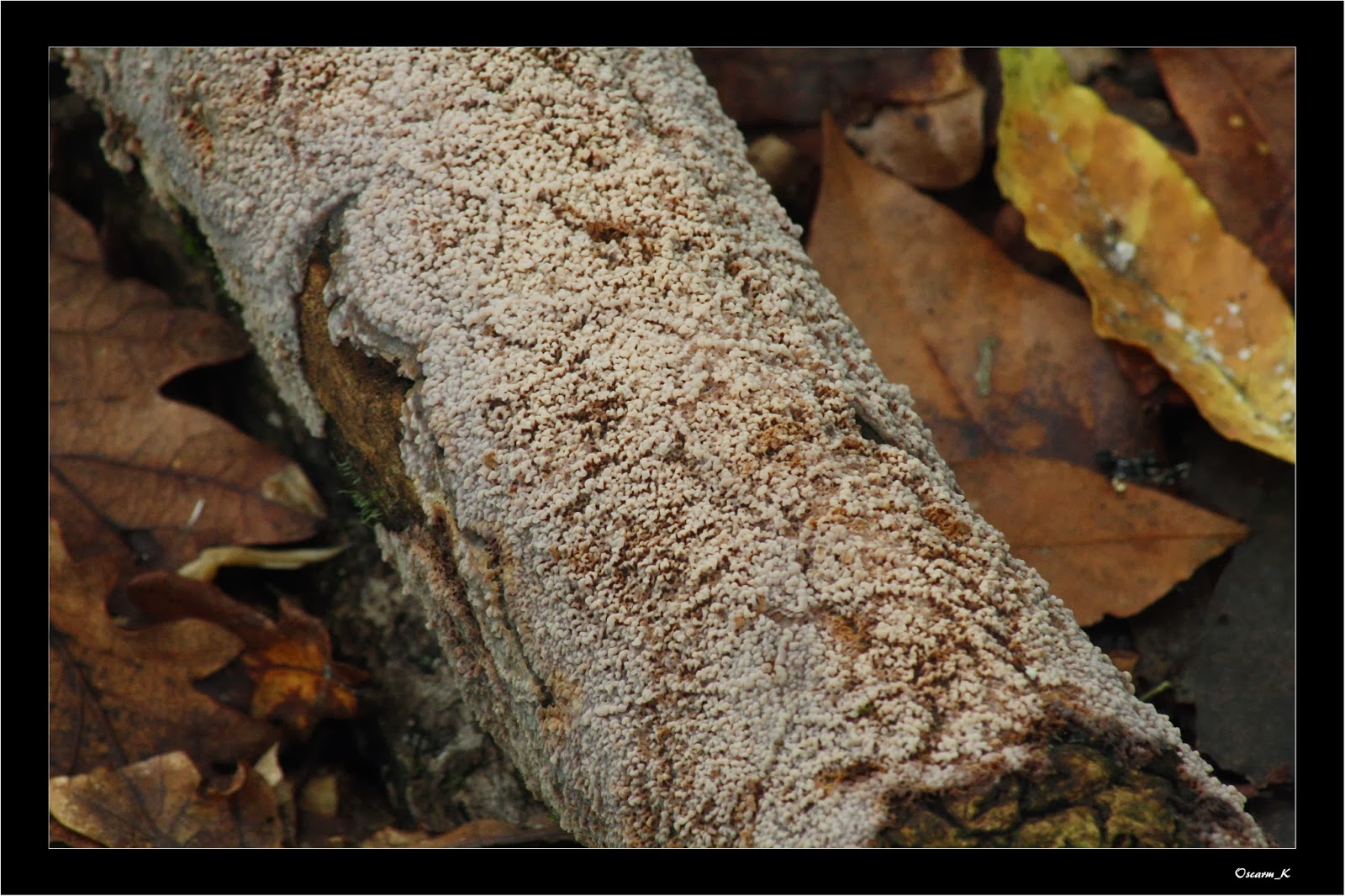Gallaecia Fungos: Phlebia Rufa