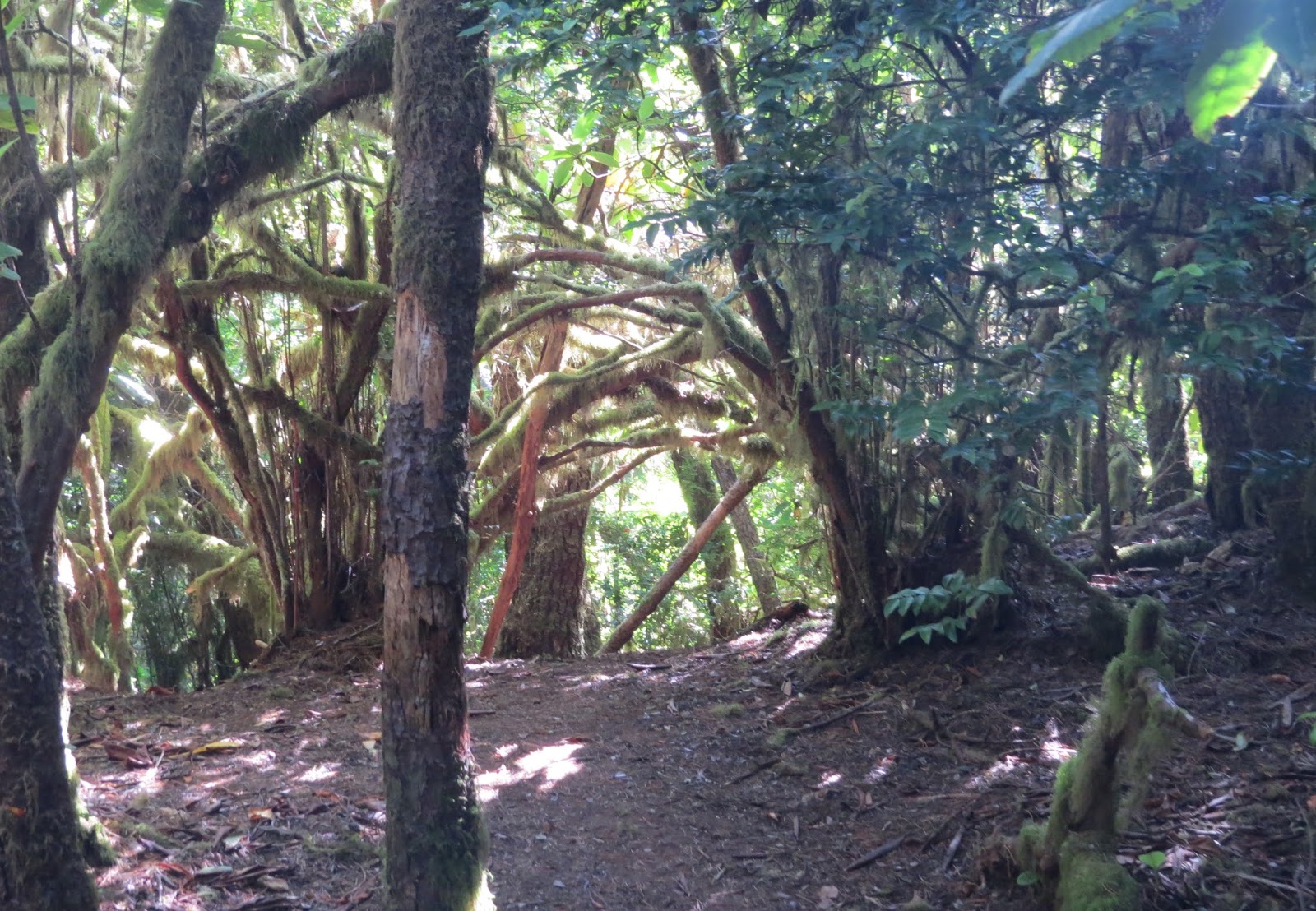 Where's Liz? 2016: Hobbit Beach Trail, Florence, Oregon