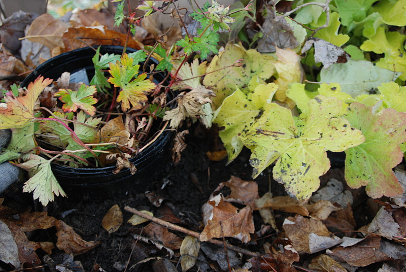Wife, Mother, Gardener: Quick Winter storage for your homeless Plants ...