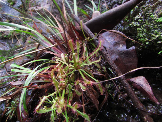 Droseras Brasileiras - Drosera riparia