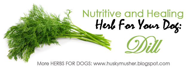 Katerina's Journal: Dill: A Nutritive And Healing Herb For Your Dog