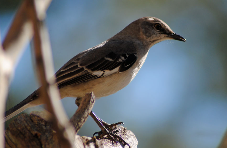 Female Mockingbird