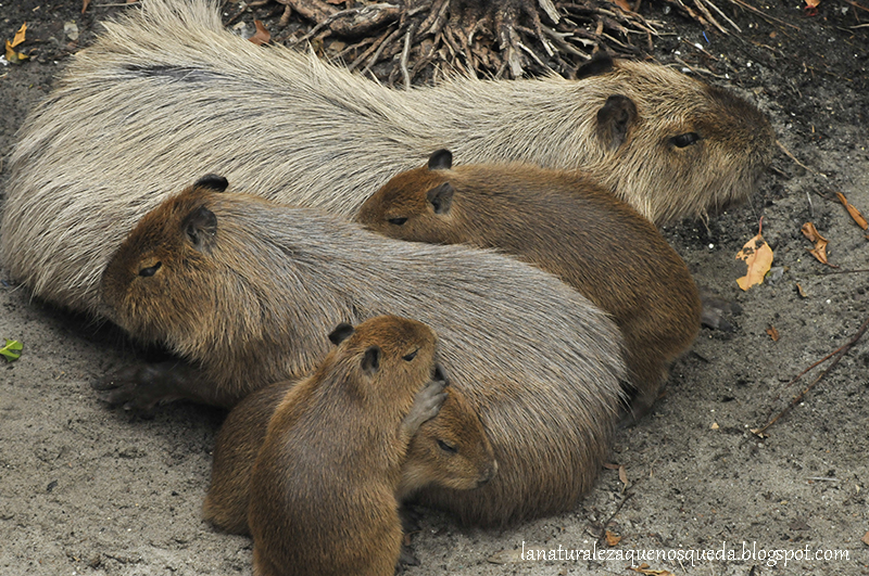 La fatalidad de una hembra de capibara del lago Rodrigo de Freitas ...