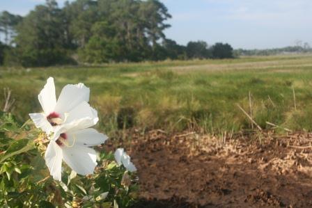 Two Bears Farm and the Three Cubs: Last Day at the Beach