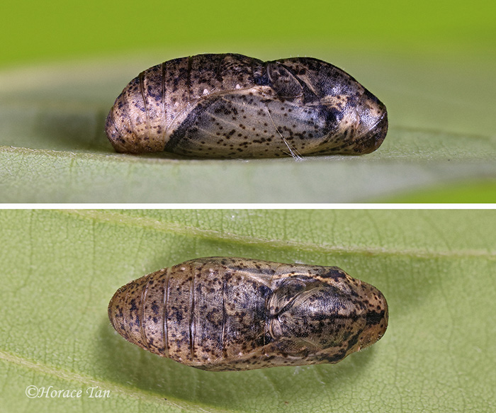 Butterflies of Singapore: Life History of the Silver Forget-me-not