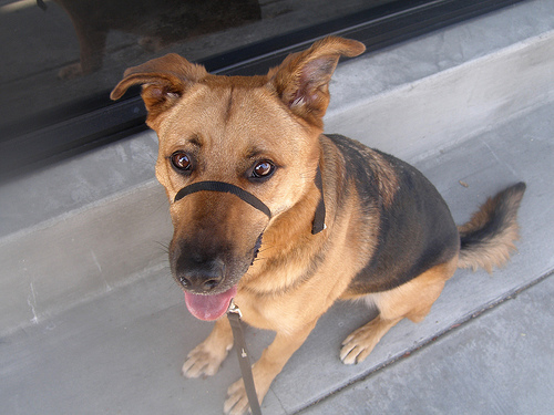 A Dog's Life: DOG LEASHES 101