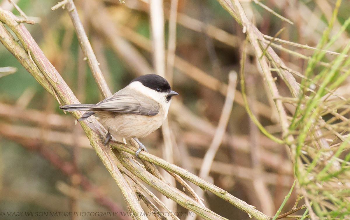 MONTGOMERYSHIRE BIRDS: Kerry Ridgeway/Powis Park