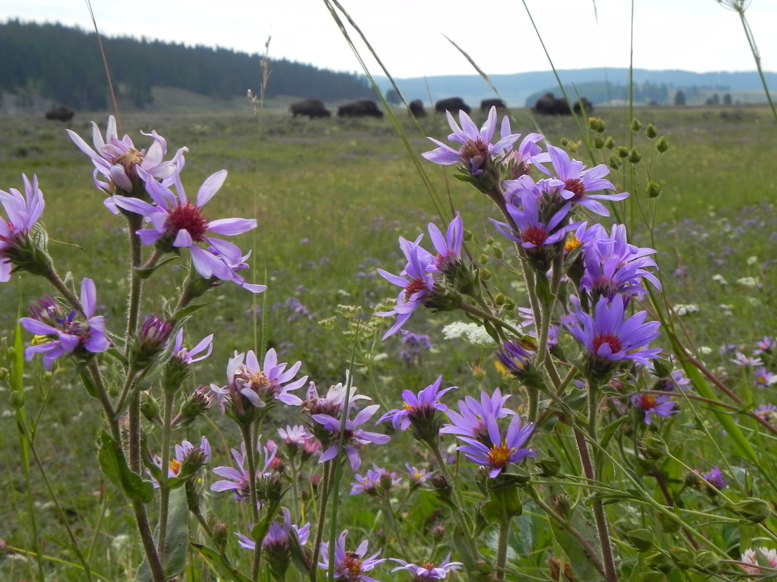 Wildflower Wanderings: Flower Finds in Yellowstone--Day Three