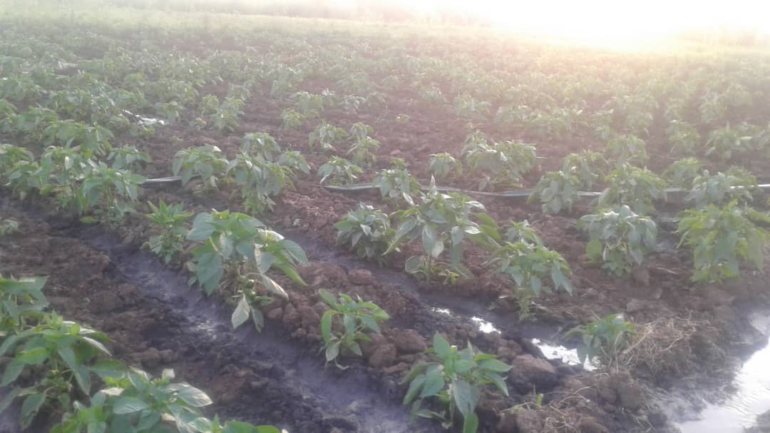 MUONGOZO MFUPI KILIMO BORA CHA PILIPILI HOHO