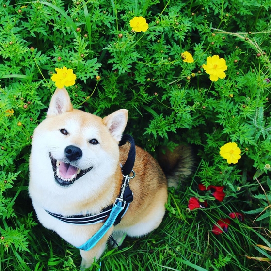 White Wolf : This Shiba From Japan Is The Cutest And The Internet Can’t ...