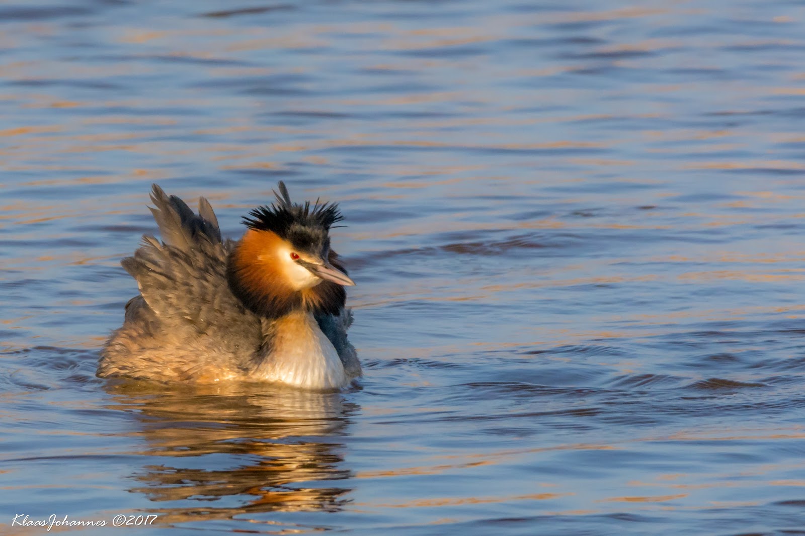 Natuurfoto Oost-Groningen: De Fuut