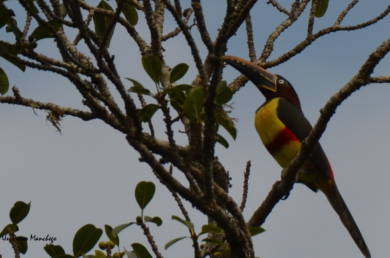 Un Paseo Manchego: Arasarí fajado (Pteroglossus castanoris).