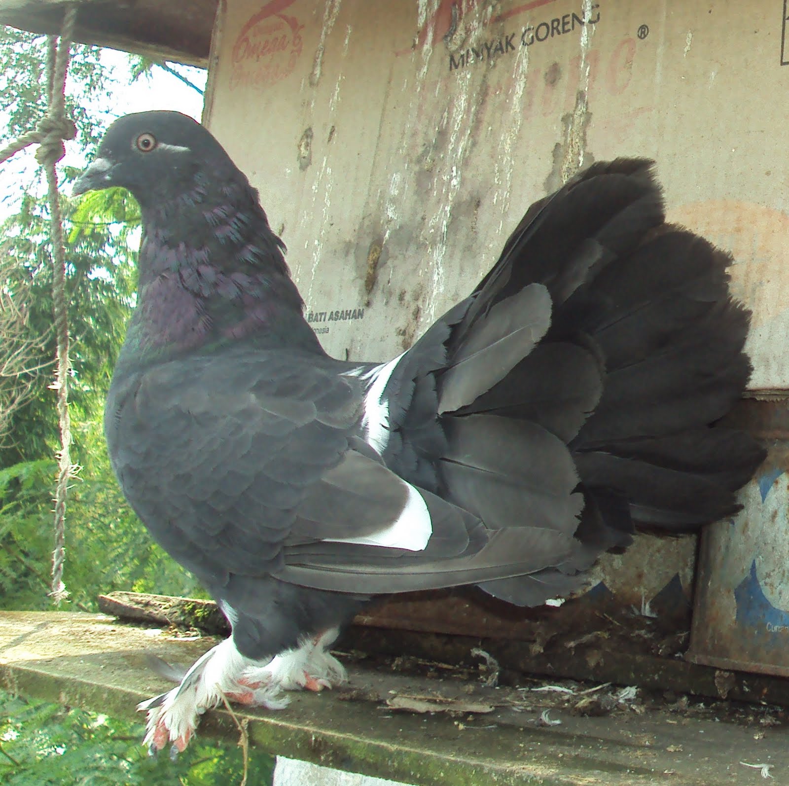 toko bagong farm: merpati kipas blorok
