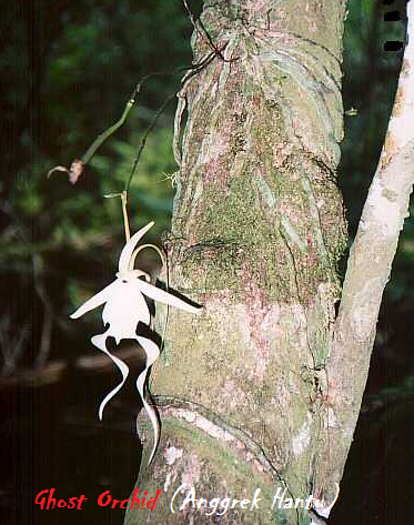 Anggrek Hantu "Ghost Orchid" - Bunga Unik - Alam Mentari